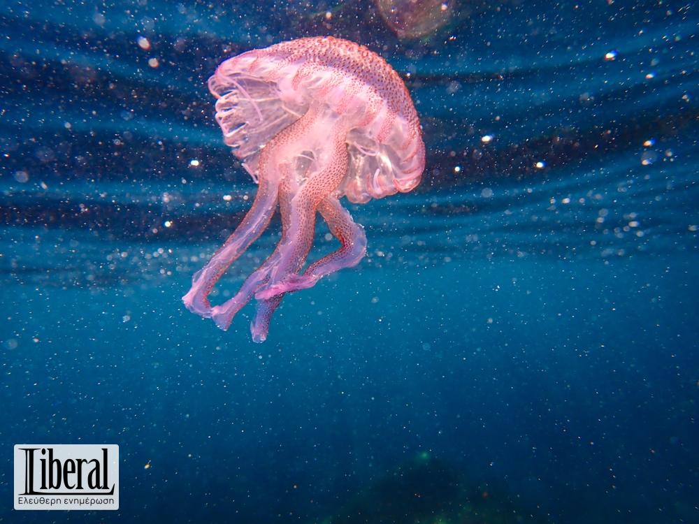 Έξαρση στις μωβ μέδουσες: Οδηγίες του ΕΟΔΥ – Live χάρτης που βρίσκονται ...