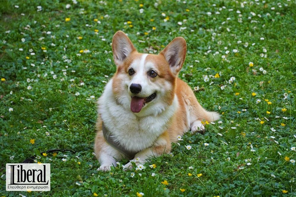 Απονεμήθηκαν τα Πιστοποιητικά Εκπαίδευσης Φροντιστών Σκύλων | Liberal.gr